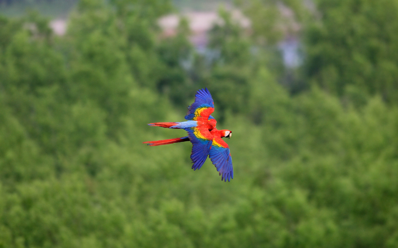 Liberación de lapas rojas permitirá crecimiento de la población de aves ...